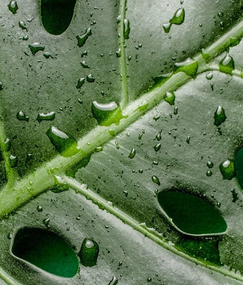 Tretinoin Prescription - Curology Custom Formula